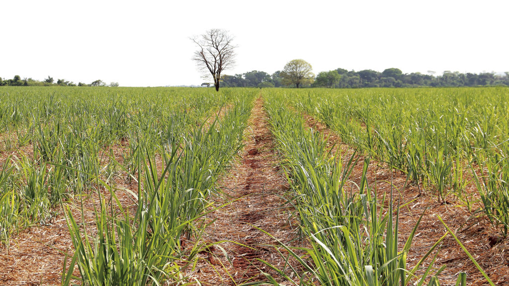 Micronutrientes, ferramenta importante no manejo da cana-de-açúcar ...